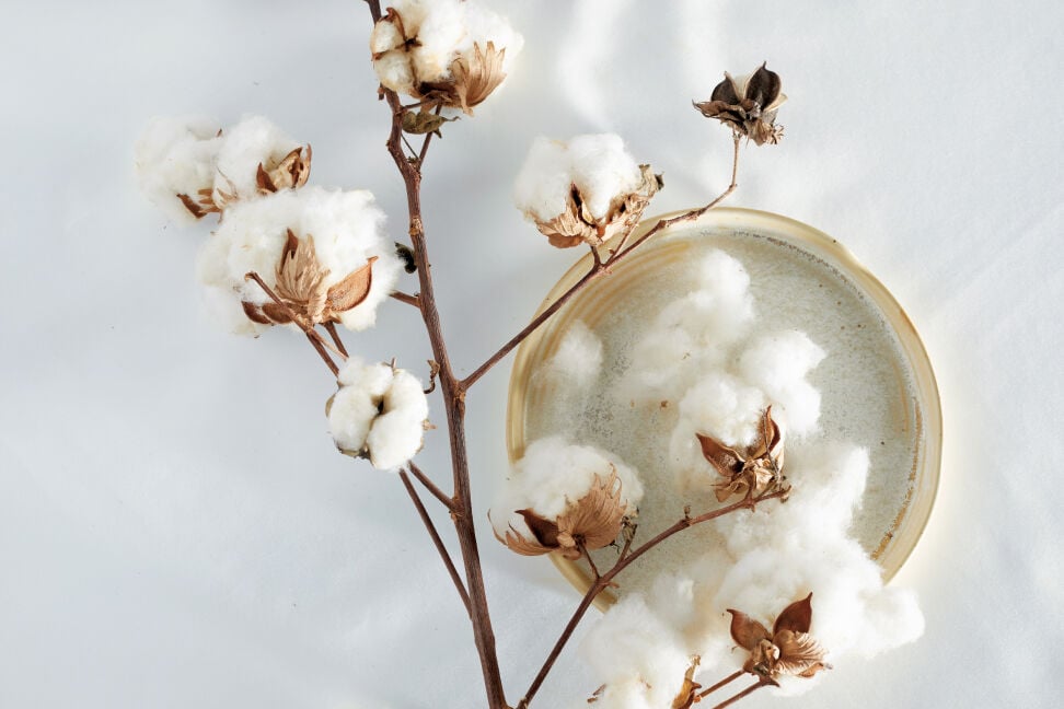Company Cotton™